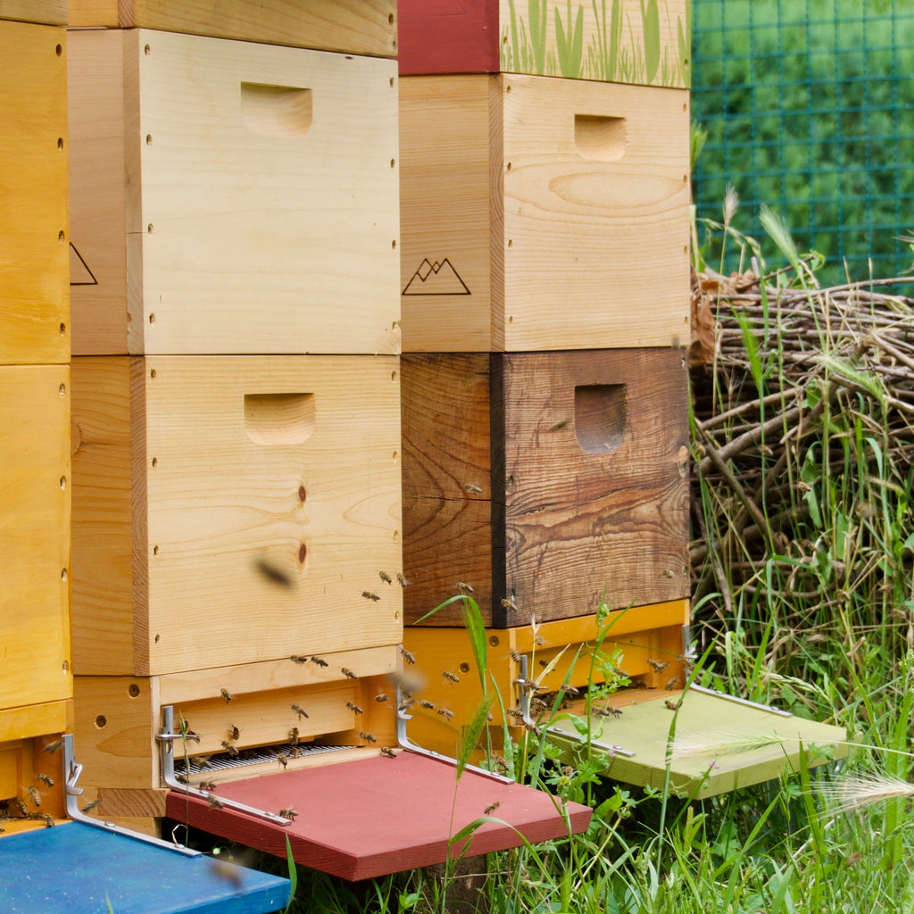 The Best Place to Position a Beehive for Happy, Healthy Bees – Natures Gold