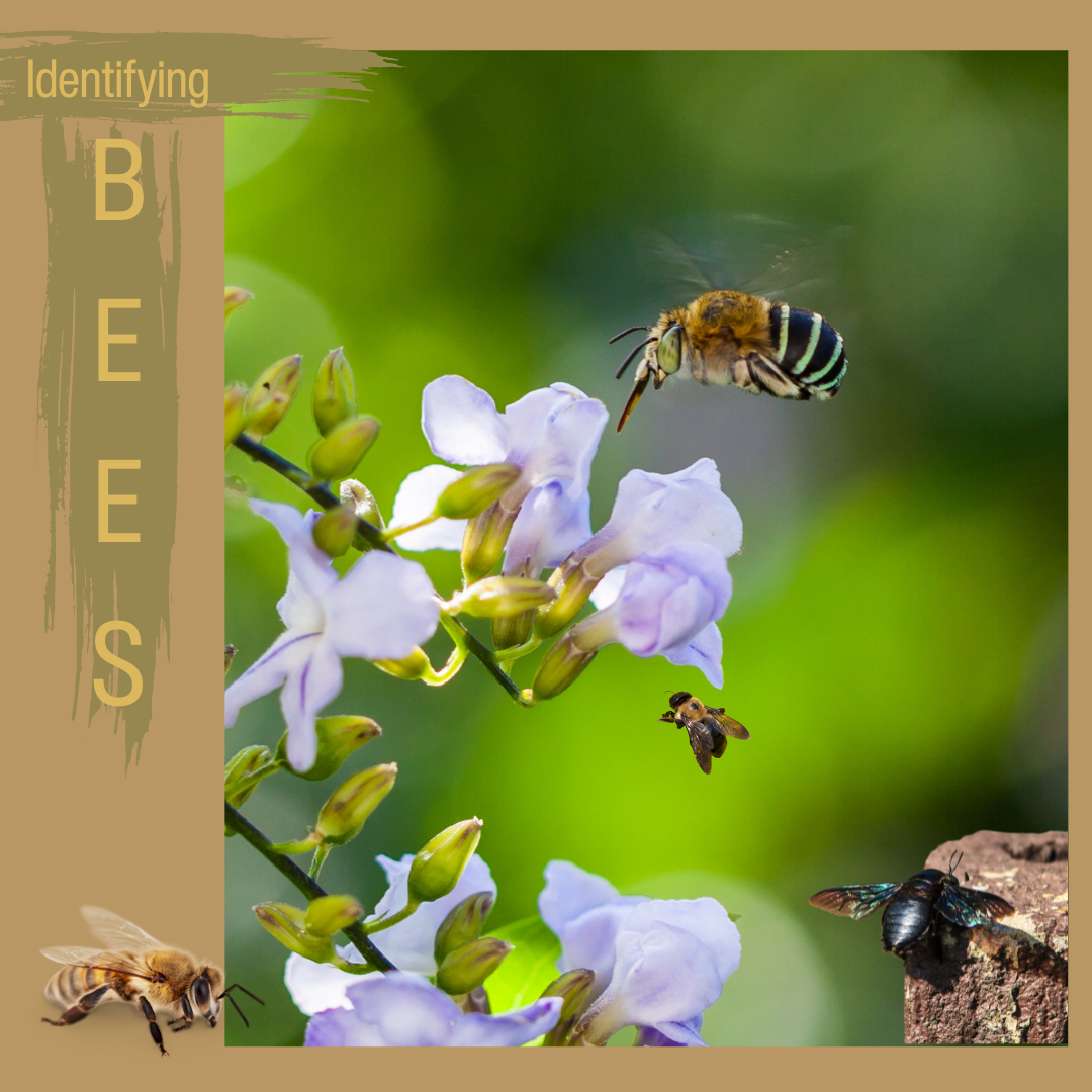 Identifying Different Bees in Your Area – Natures Gold